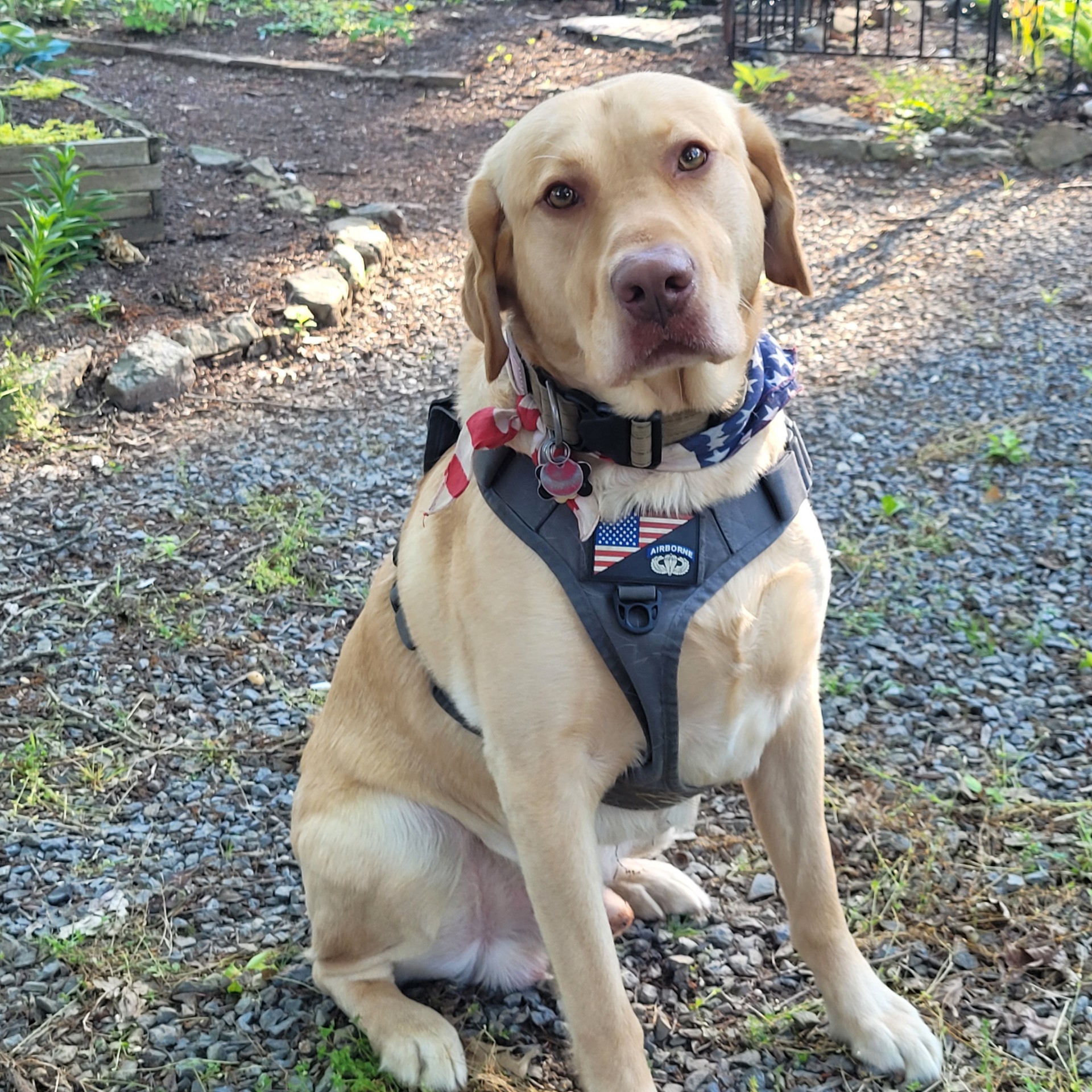 Sponsor/Donate - Freedom Paws Service Dogs