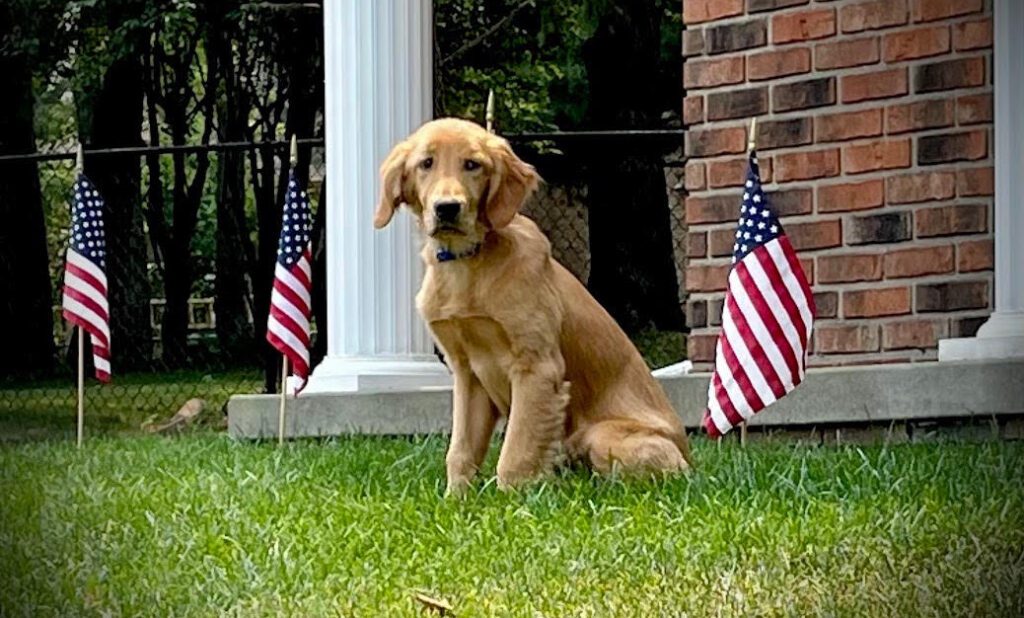 Fundraising - Freedom Paws Service Dogs
