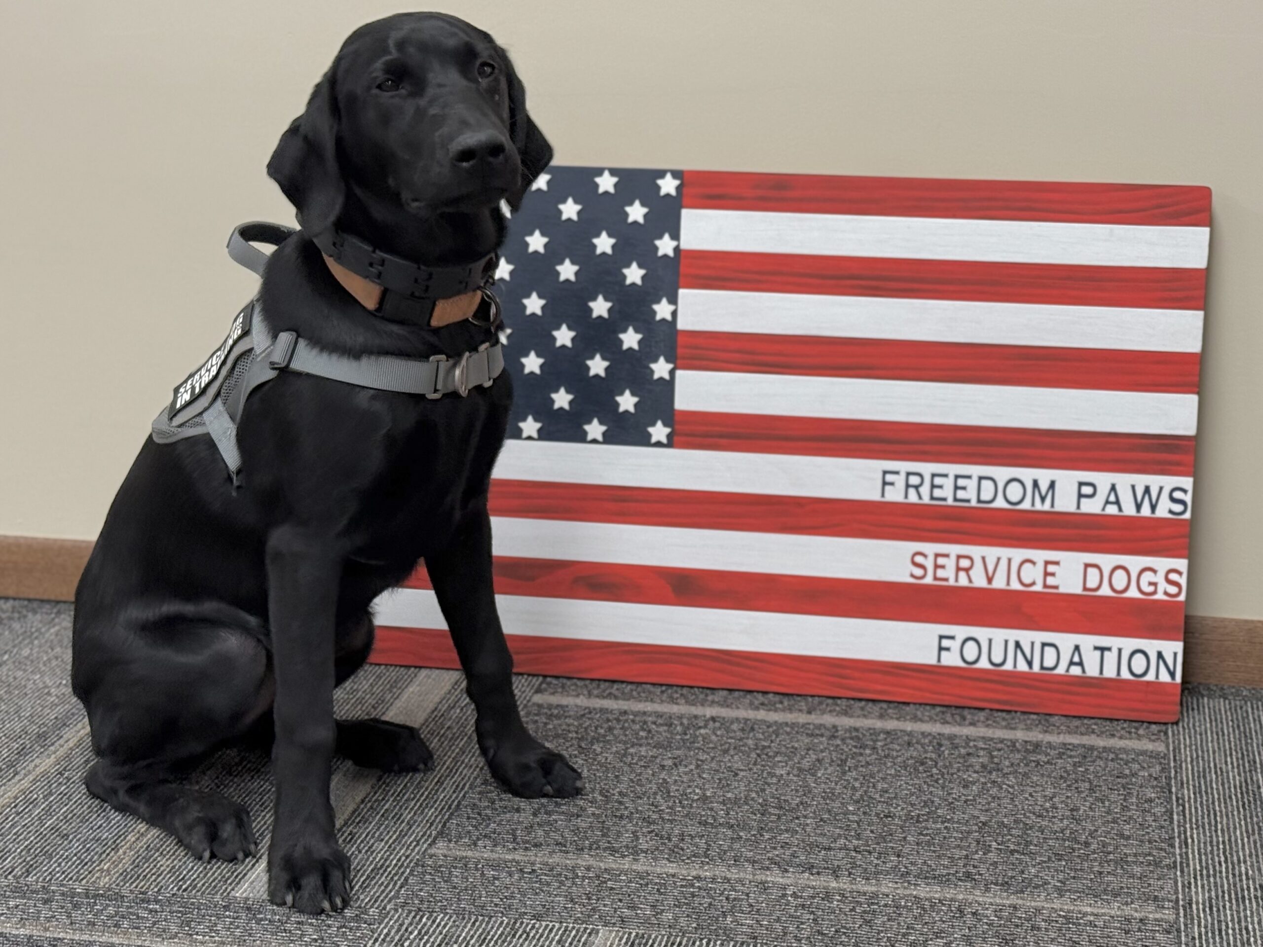 Dogs Awaiting Companions - Freedom Paws Service Dogs